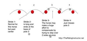 Trot Poles - Set-Up for Riding Lessons | TheRidingInstructor.net