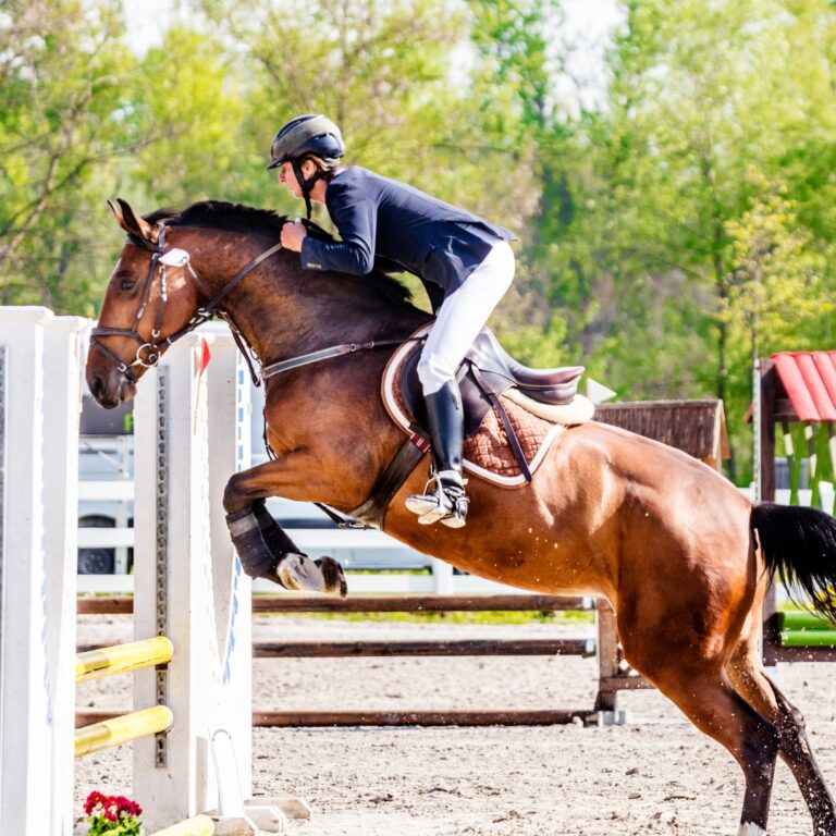 The Base of Support for Good Horsemanship - The Riding Instructor